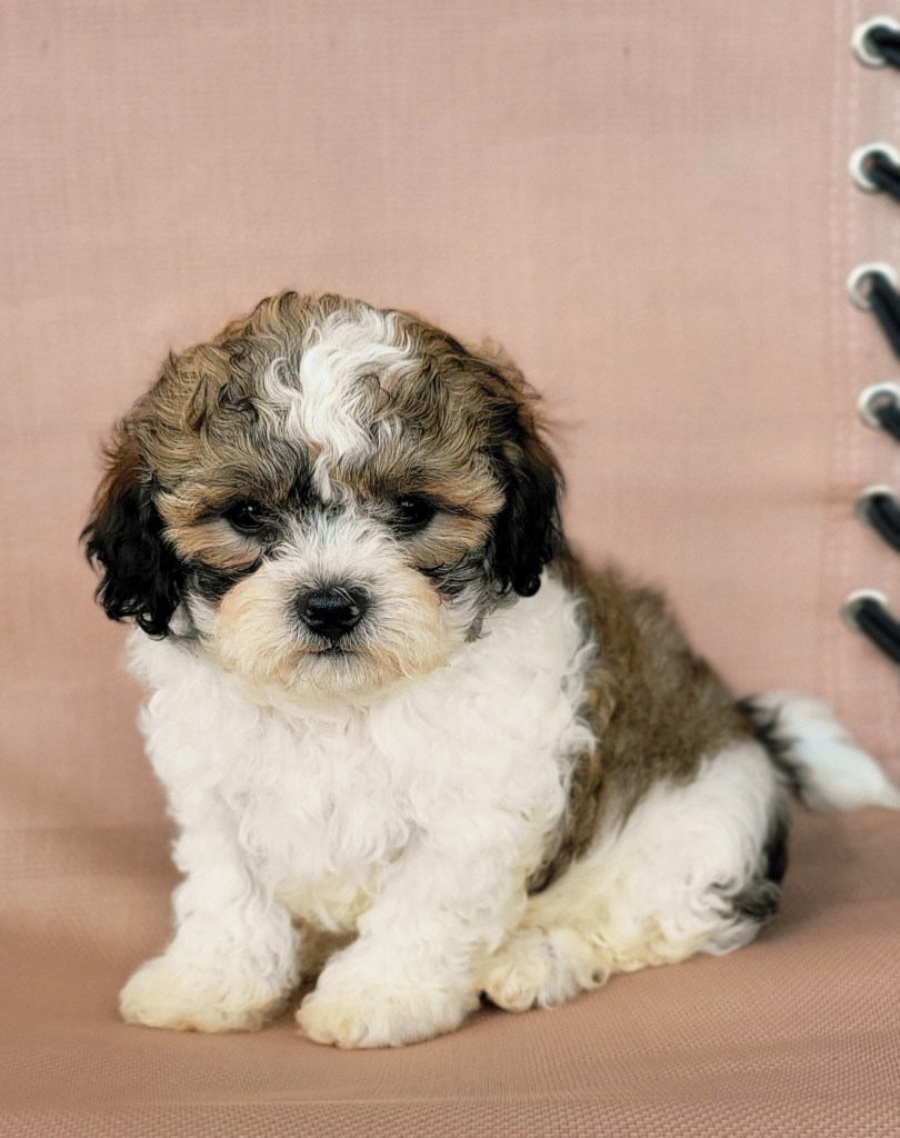 Pilot Hill Teddy Bear Puppies - Teddy Bears and Teddy Poo puppies.